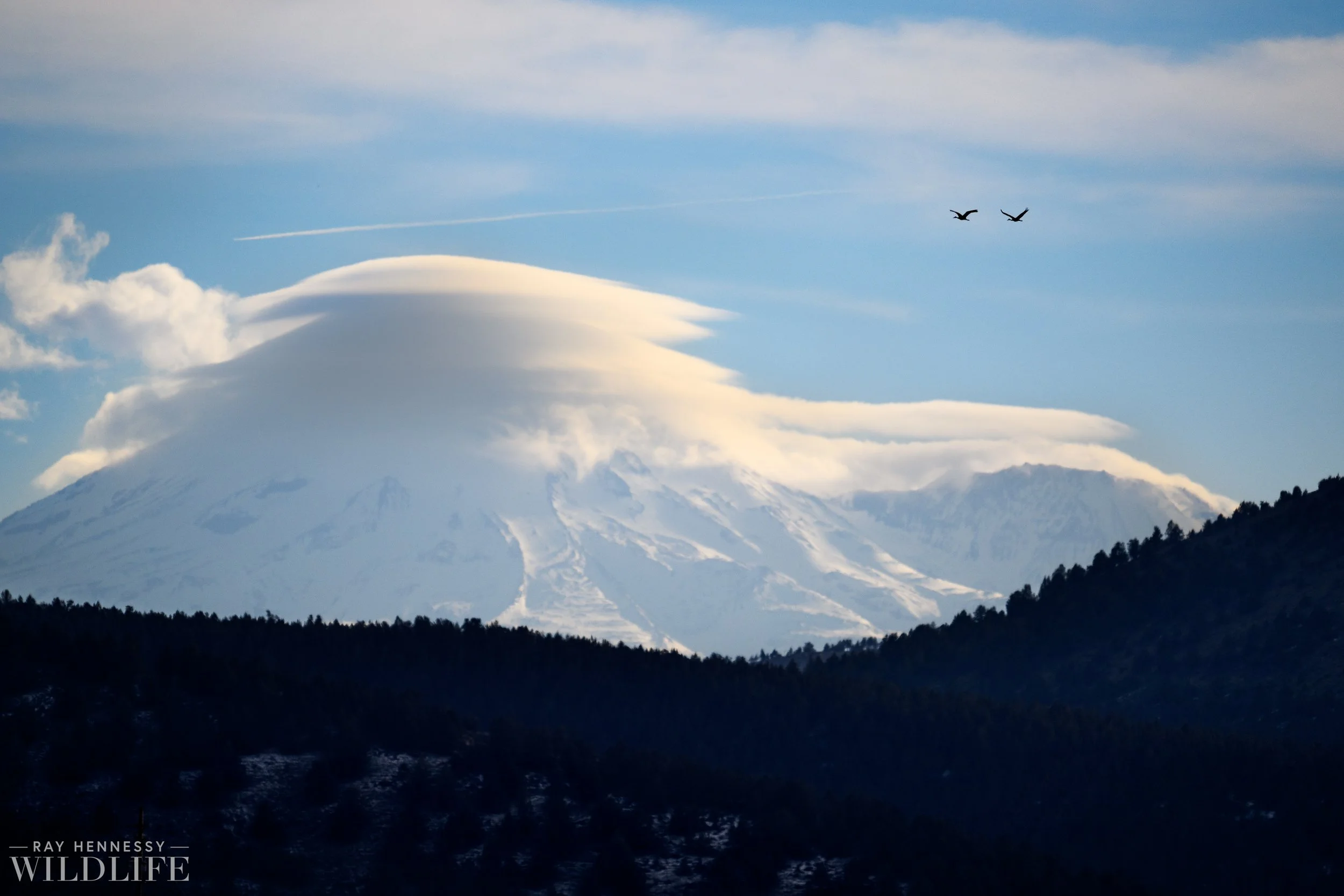 Sandhills Over Shasta — Ray Hennessy Wildlife