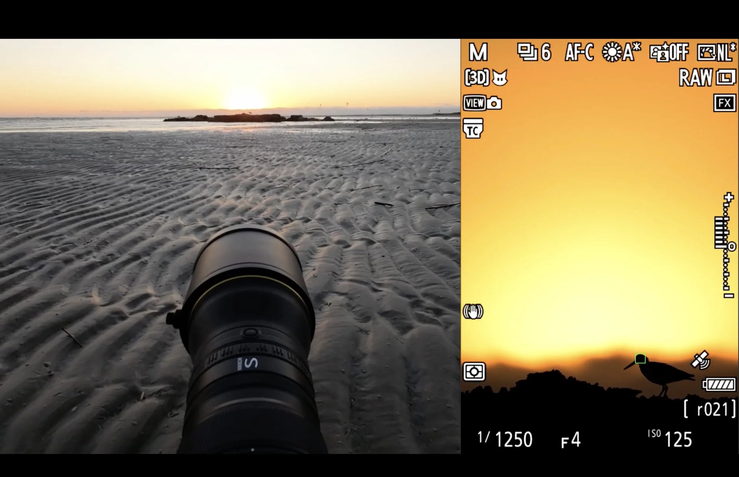 Learn Wildlife Photography Online — Ray Hennessy Wildlife