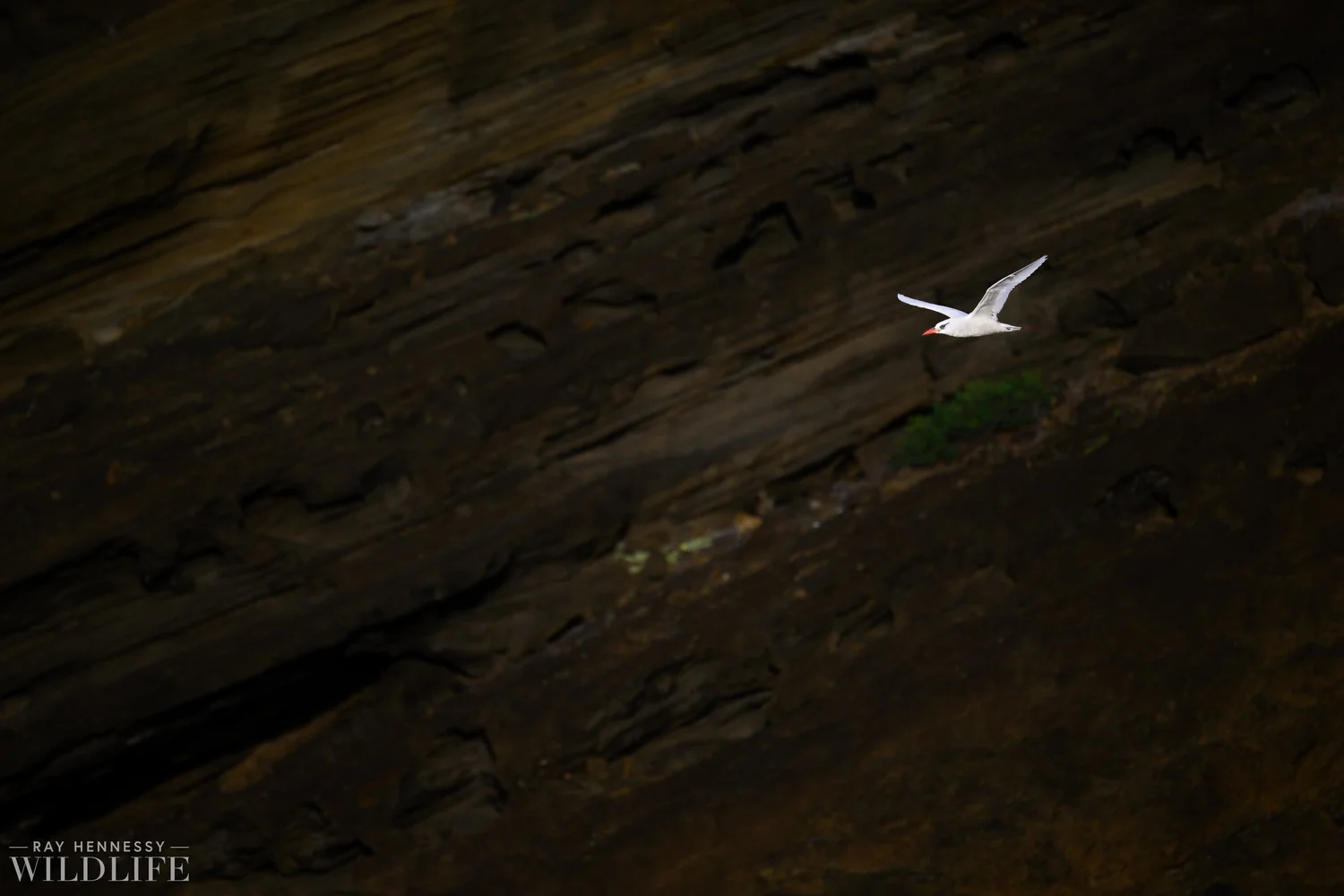 Red-tailed Tropicbird in Front of a Cliff — Ray Hennessy Wildlife
