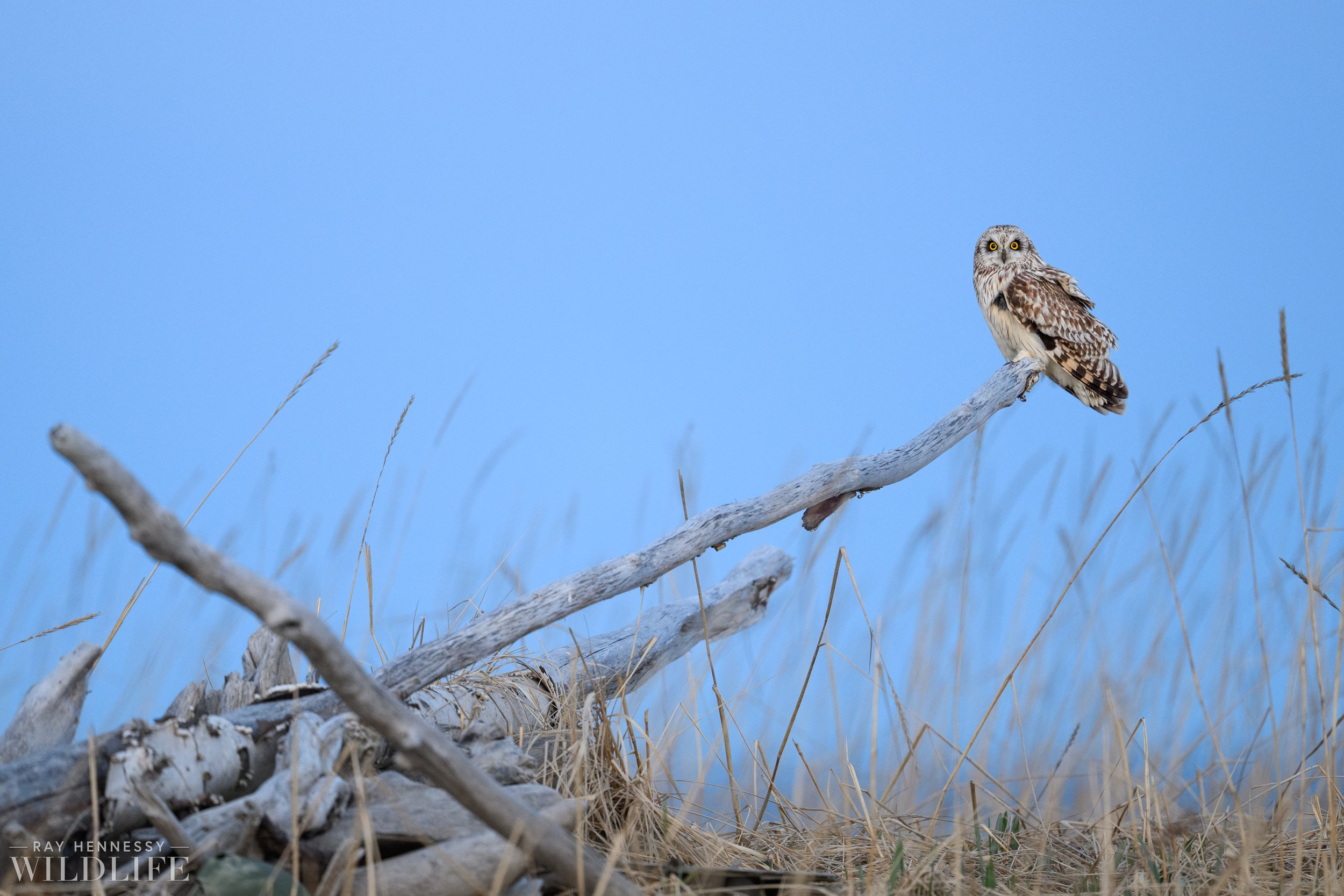 Middle of the Night Short-eared Owl — Ray Hennessy Wildlife