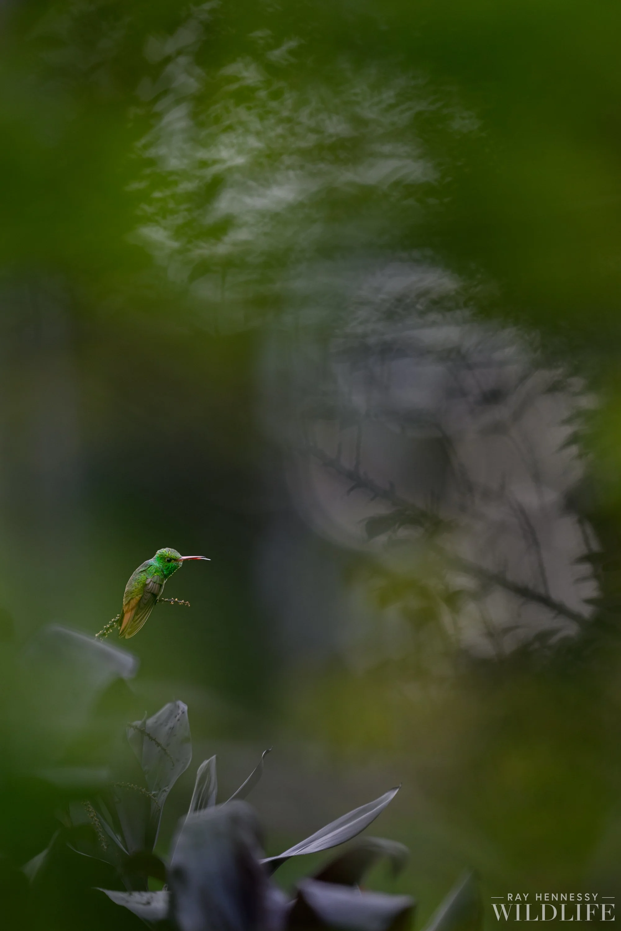 Rufous-tailed Hummingbird and Textures — Ray Hennessy Wildlife