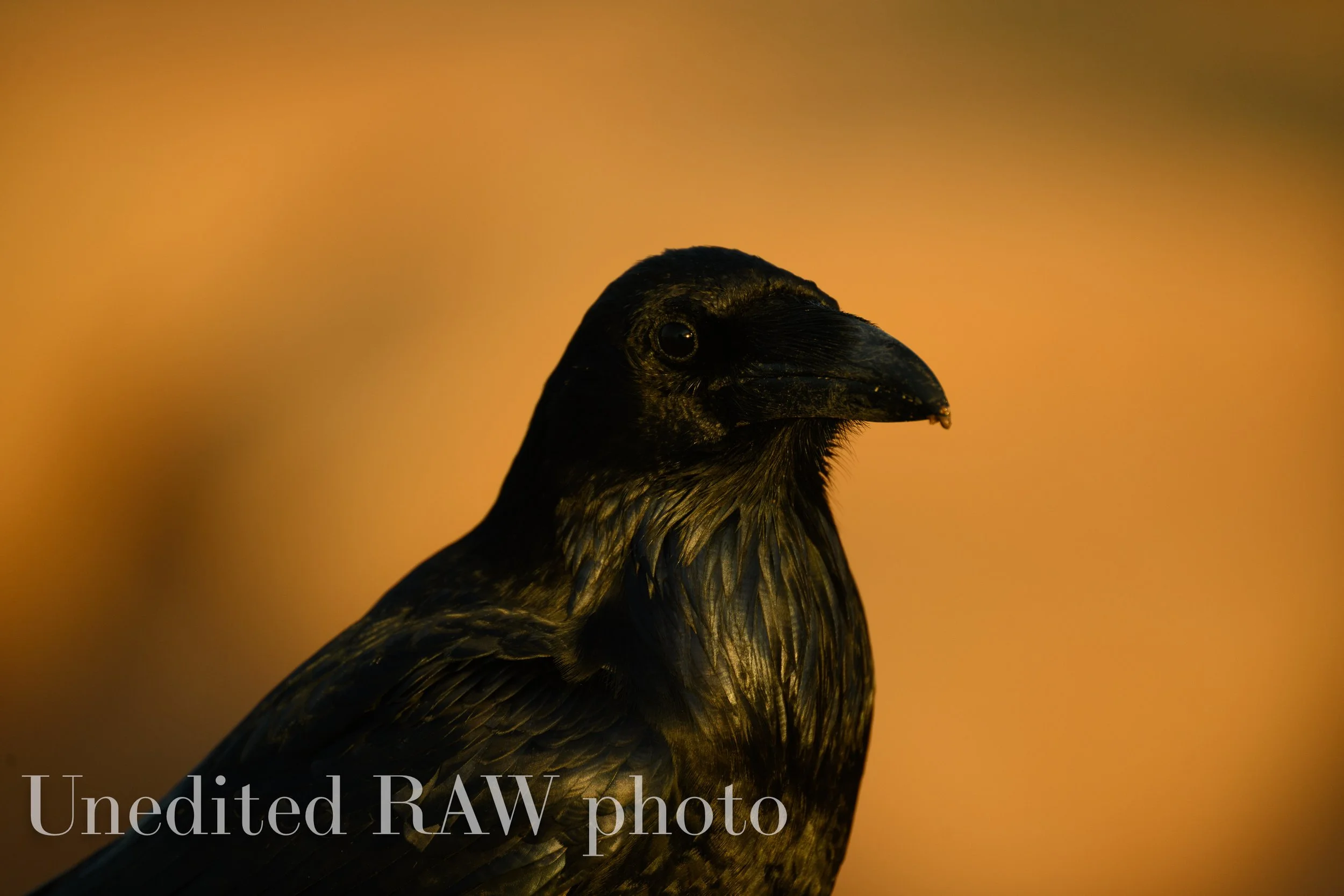 Raven Portrait — Ray Hennessy Wildlife