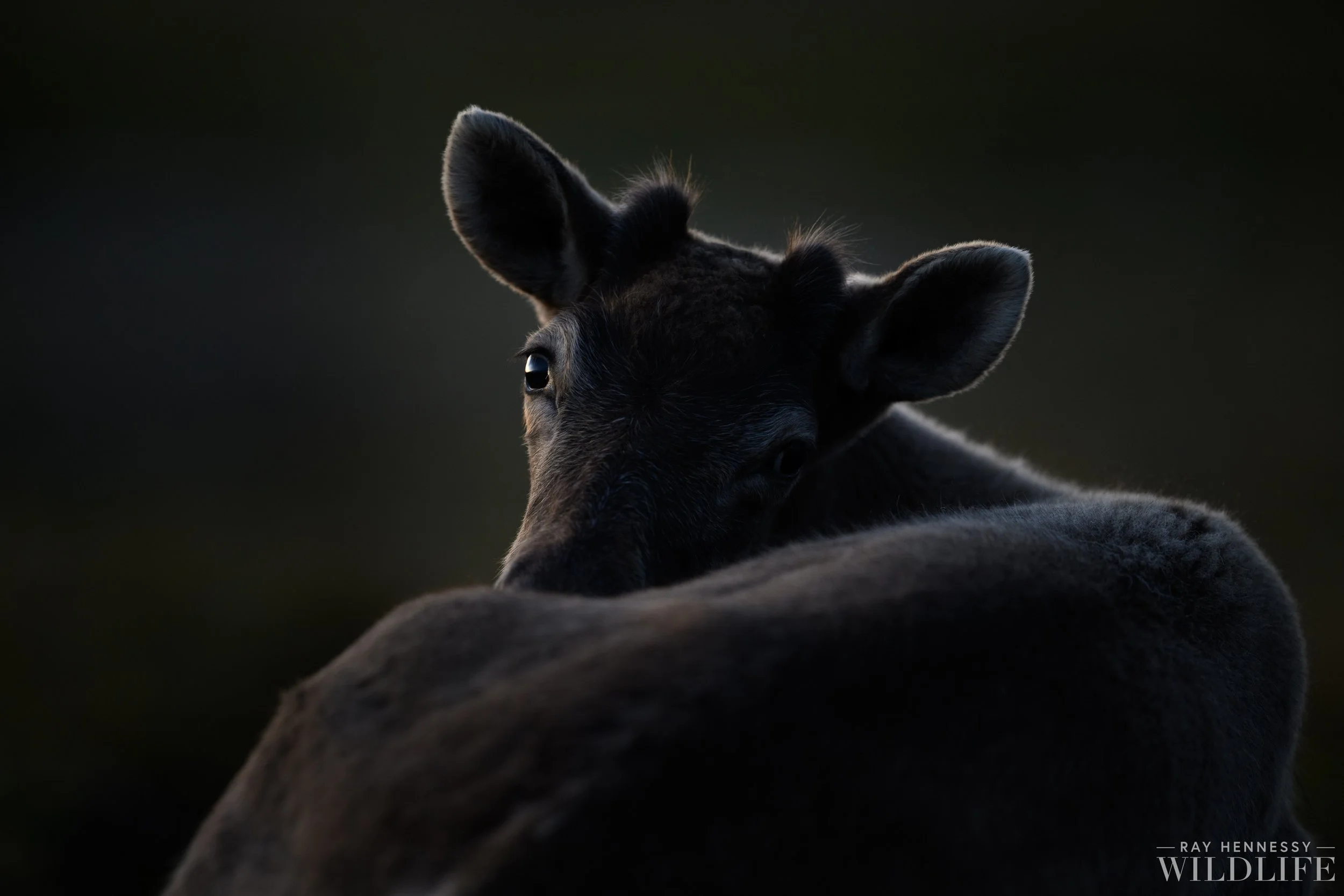 Young Caribou Cuteness — Ray Hennessy Wildlife