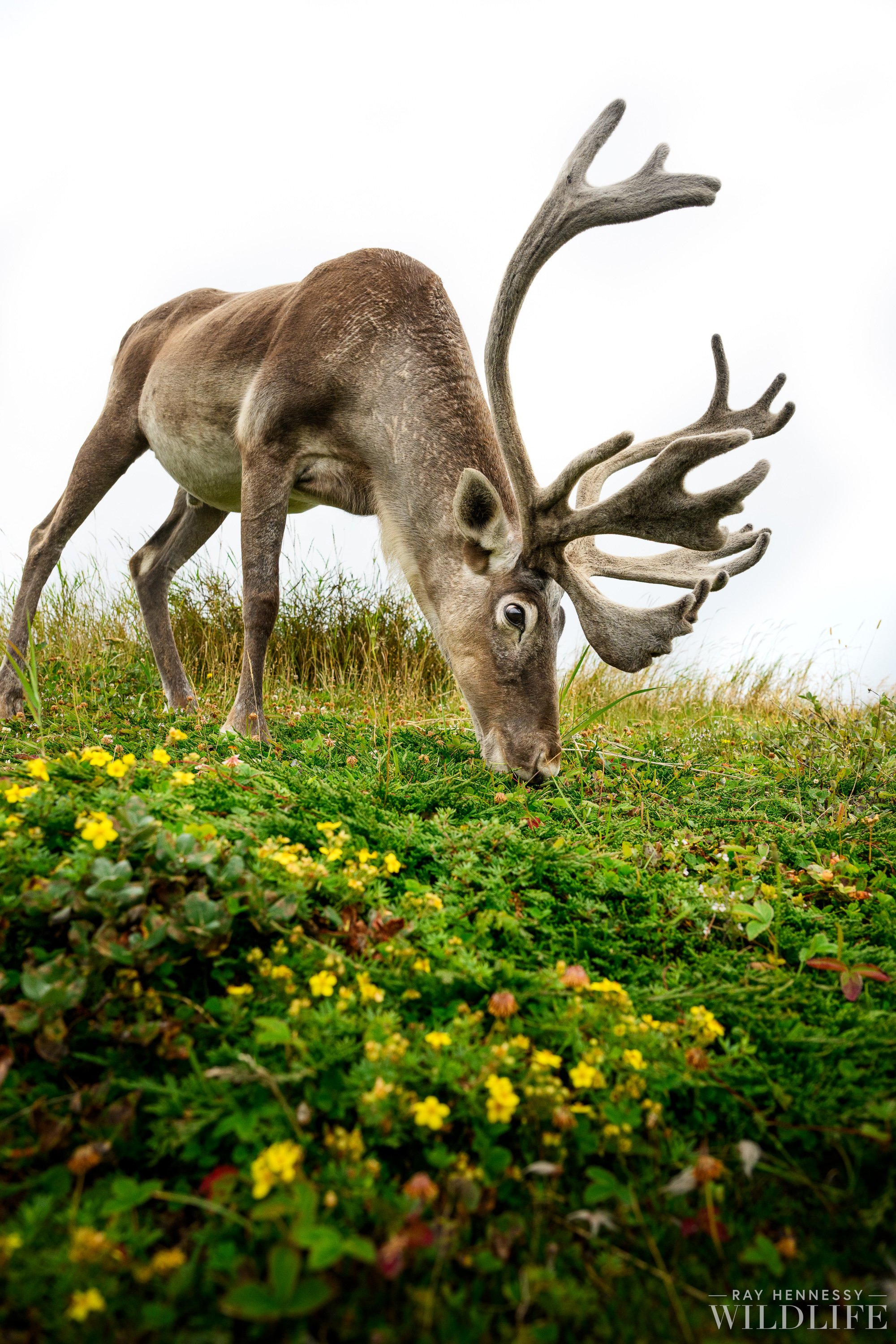 Feeding Caribou — Ray Hennessy Wildlife