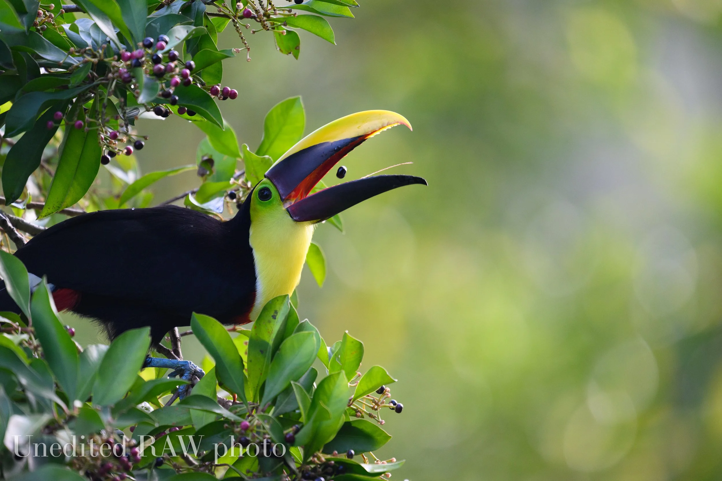 Feeding Yellow-throated Toucan — Ray Hennessy Wildlife