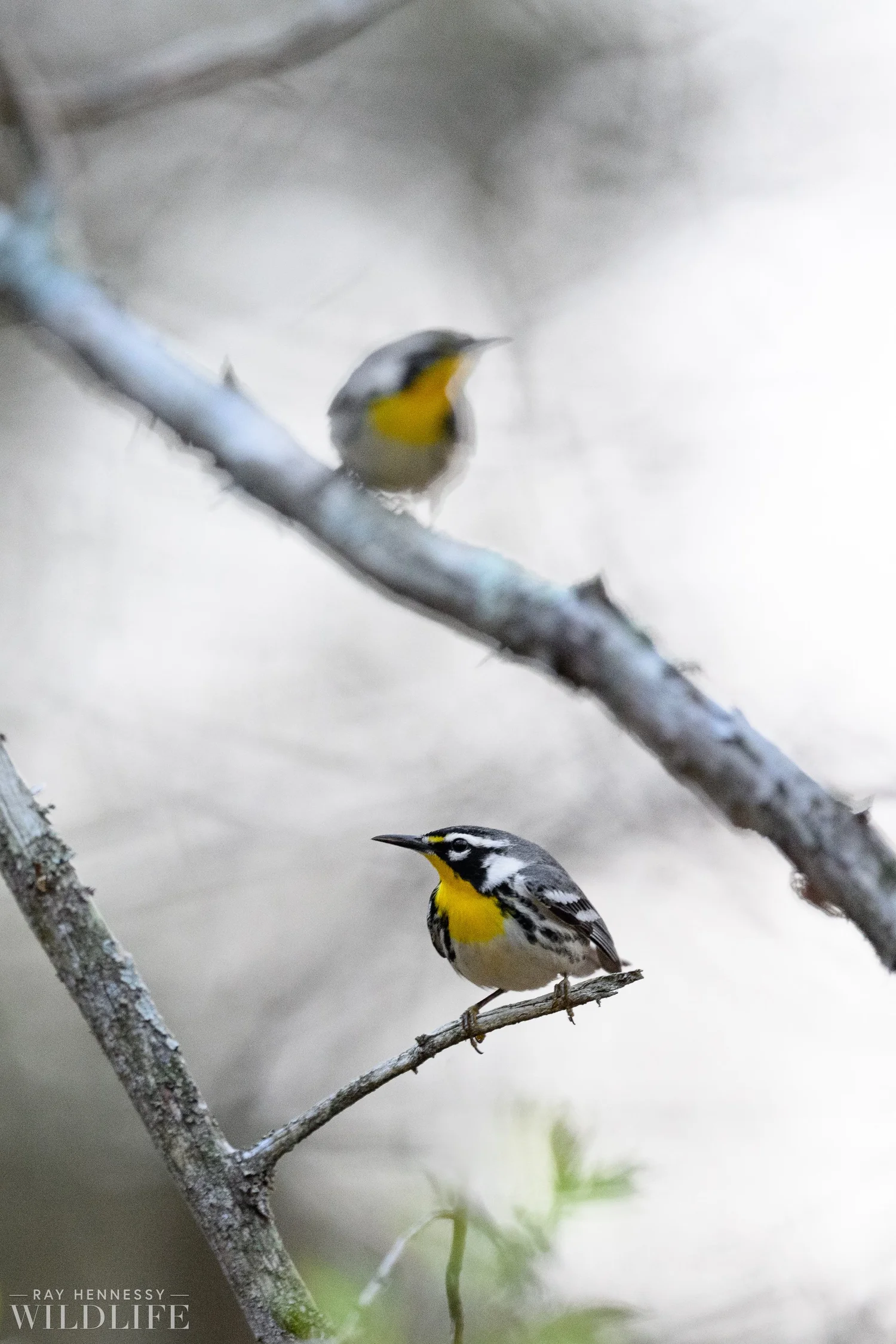Yellow-throated Warbler Pair — Ray Hennessy Wildlife
