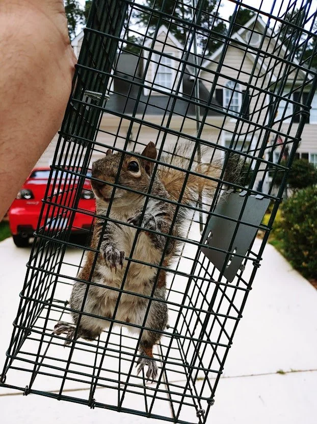 Wildlife Removal and Control Greensboro NC