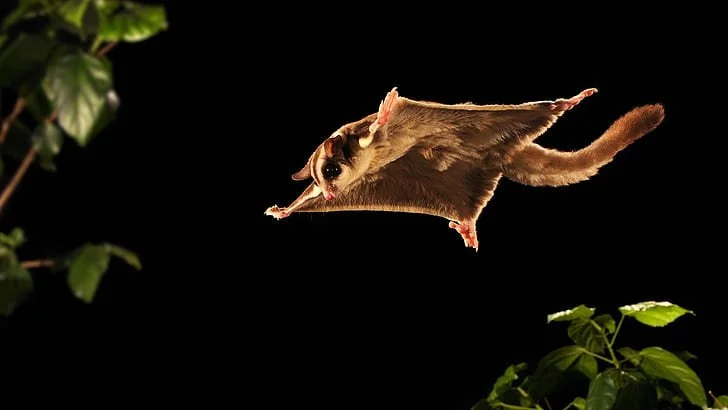 Flyer Flying Squirrel
