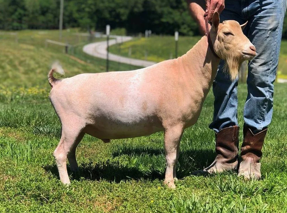 Agape's Prize Nigerian Dwarf Dairy Goats