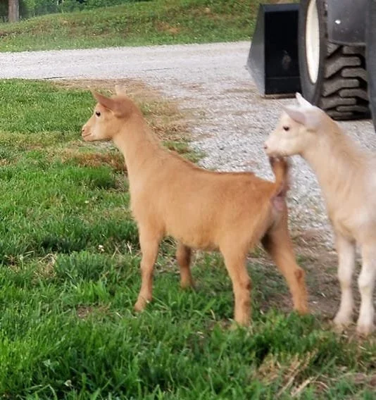 Agape's Prize Nigerian Dwarf Dairy Goats