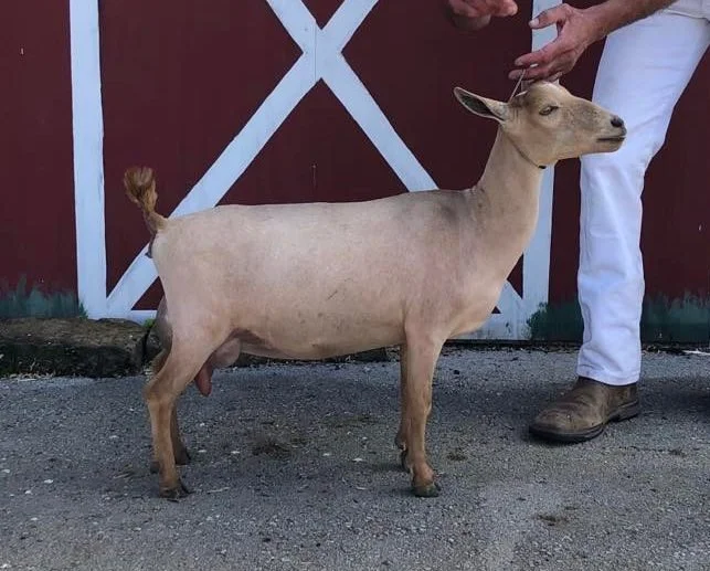 Agape's Prize Nigerian Dwarf Dairy Goats