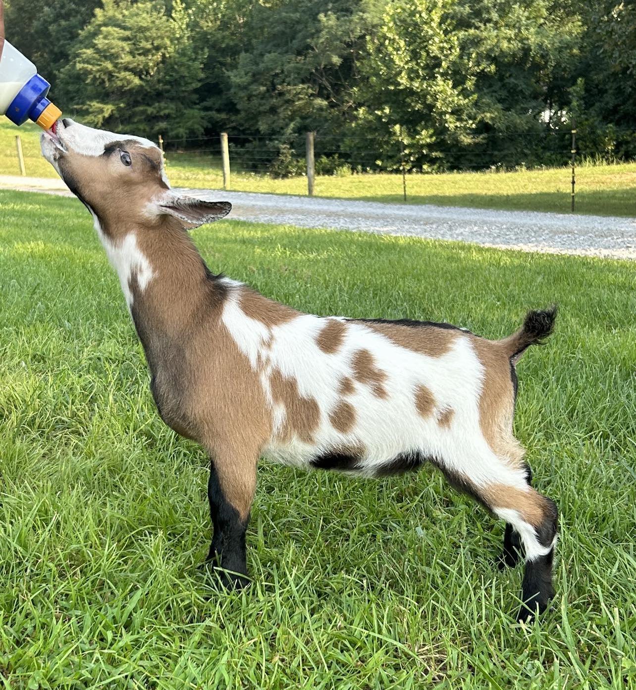 Agape's Prize Nigerian Dwarf Dairy Goats