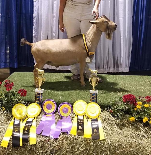 Agape's Prize Nigerian Dwarf Dairy Goats