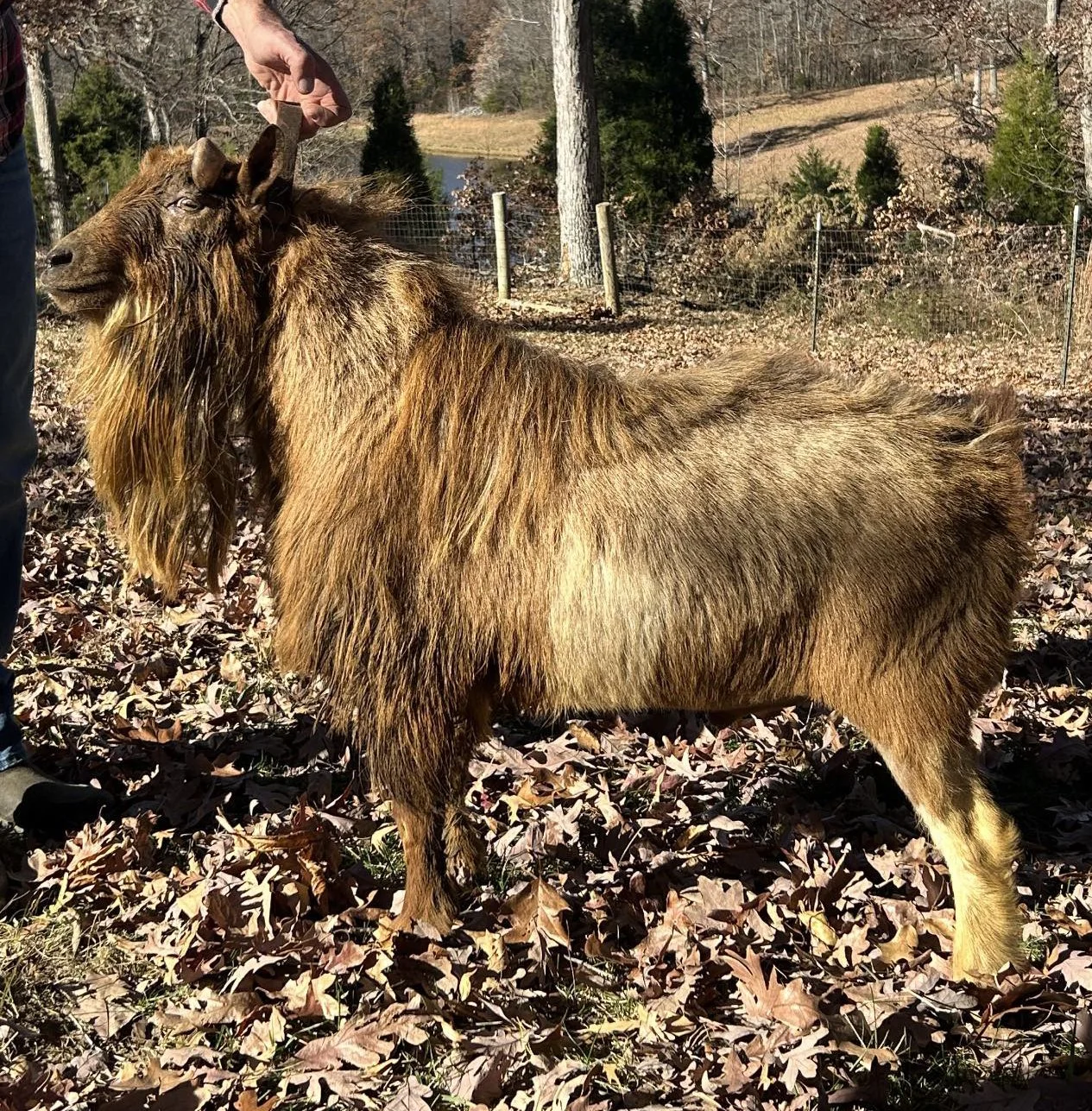 Agape's Prize Nigerian Dwarf Dairy Goats