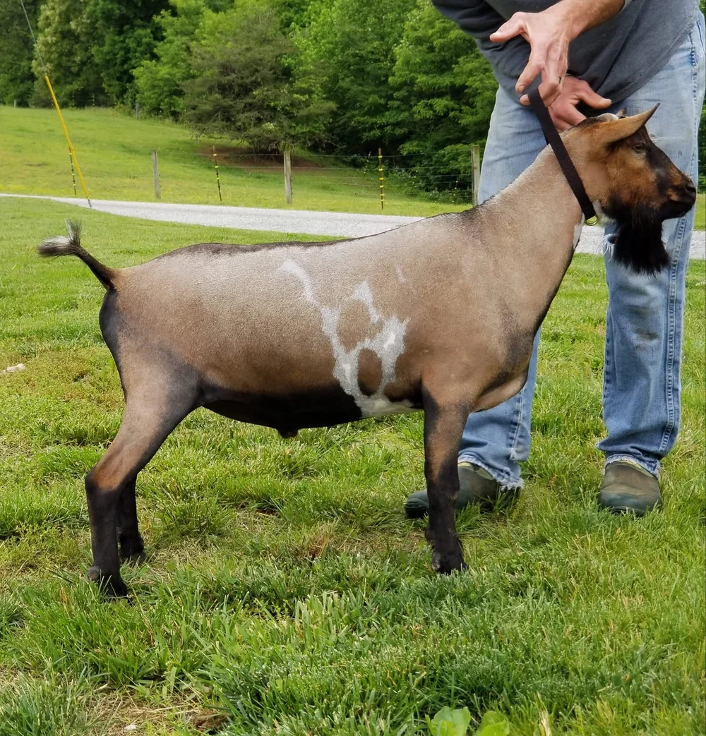 Agape's Prize Nigerian Dwarf Dairy Goats