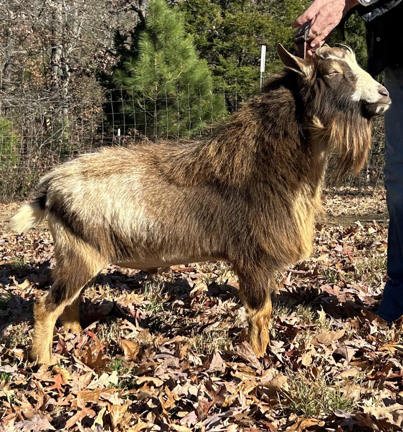 Agape's Prize Nigerian Dwarf Dairy Goats