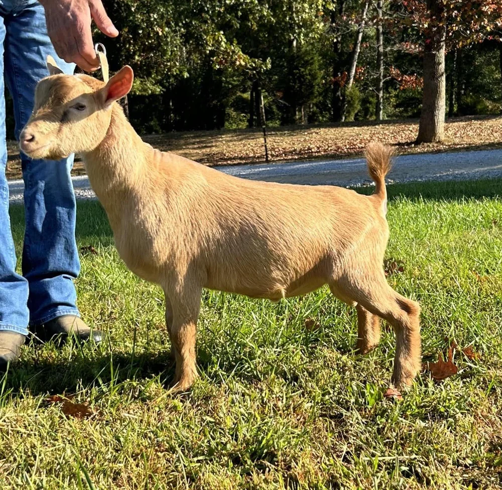 Agape's Prize Nigerian Dwarf Dairy Goats