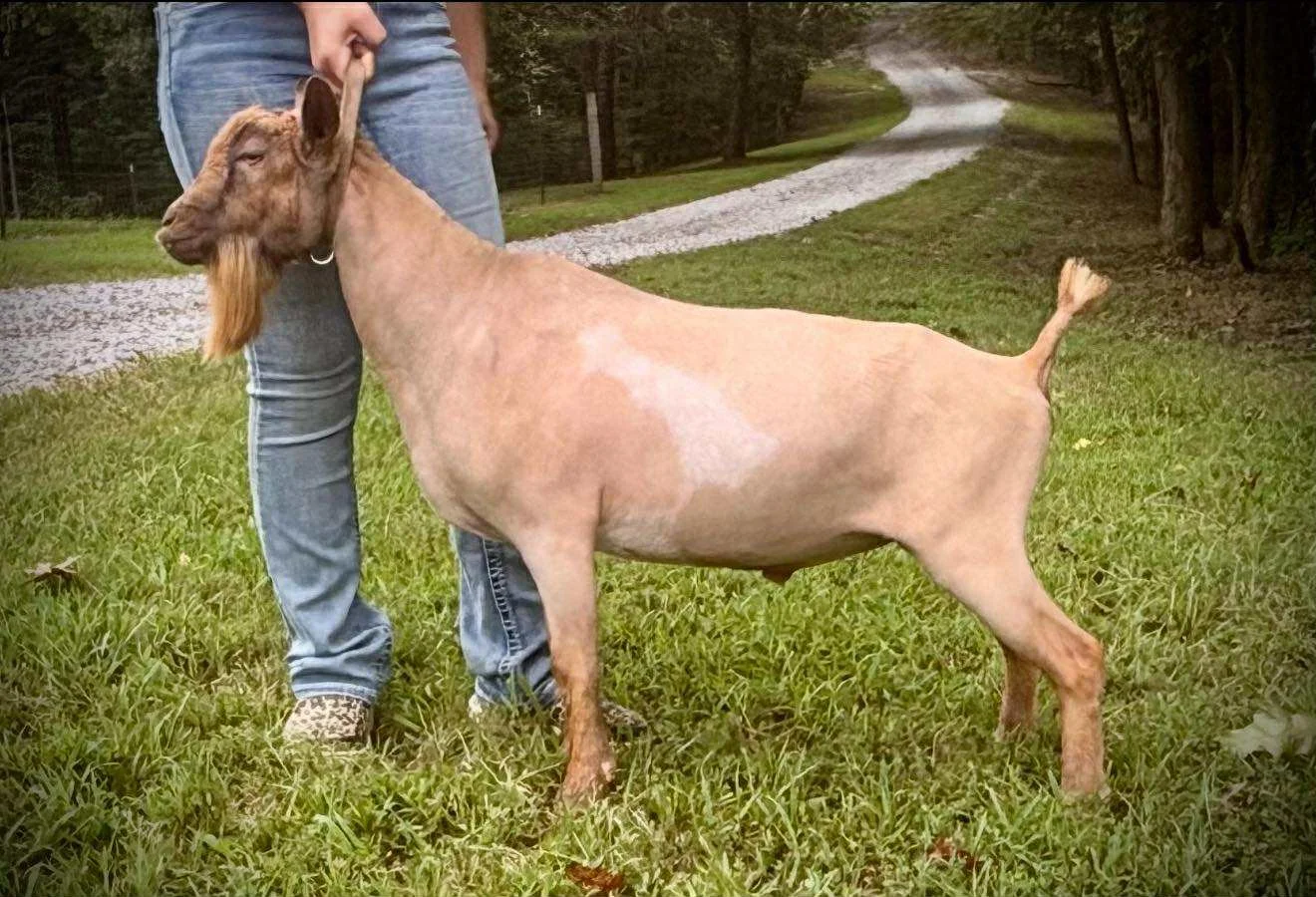 Agape's Prize Nigerian Dwarf Dairy Goats