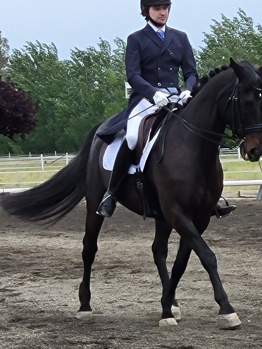 Dressage, Hunter/Jump, Working Equitation Trainers at North Peak ...