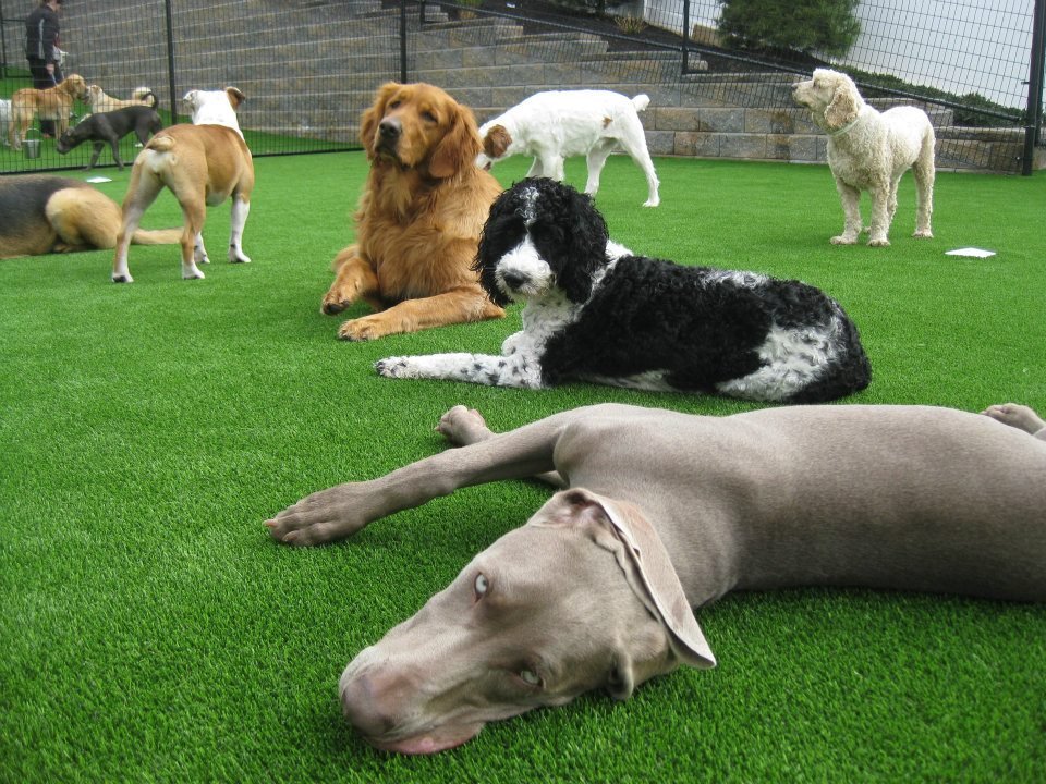 Pet Friendly Synthetic Turf — TOF Turf and Outdoors