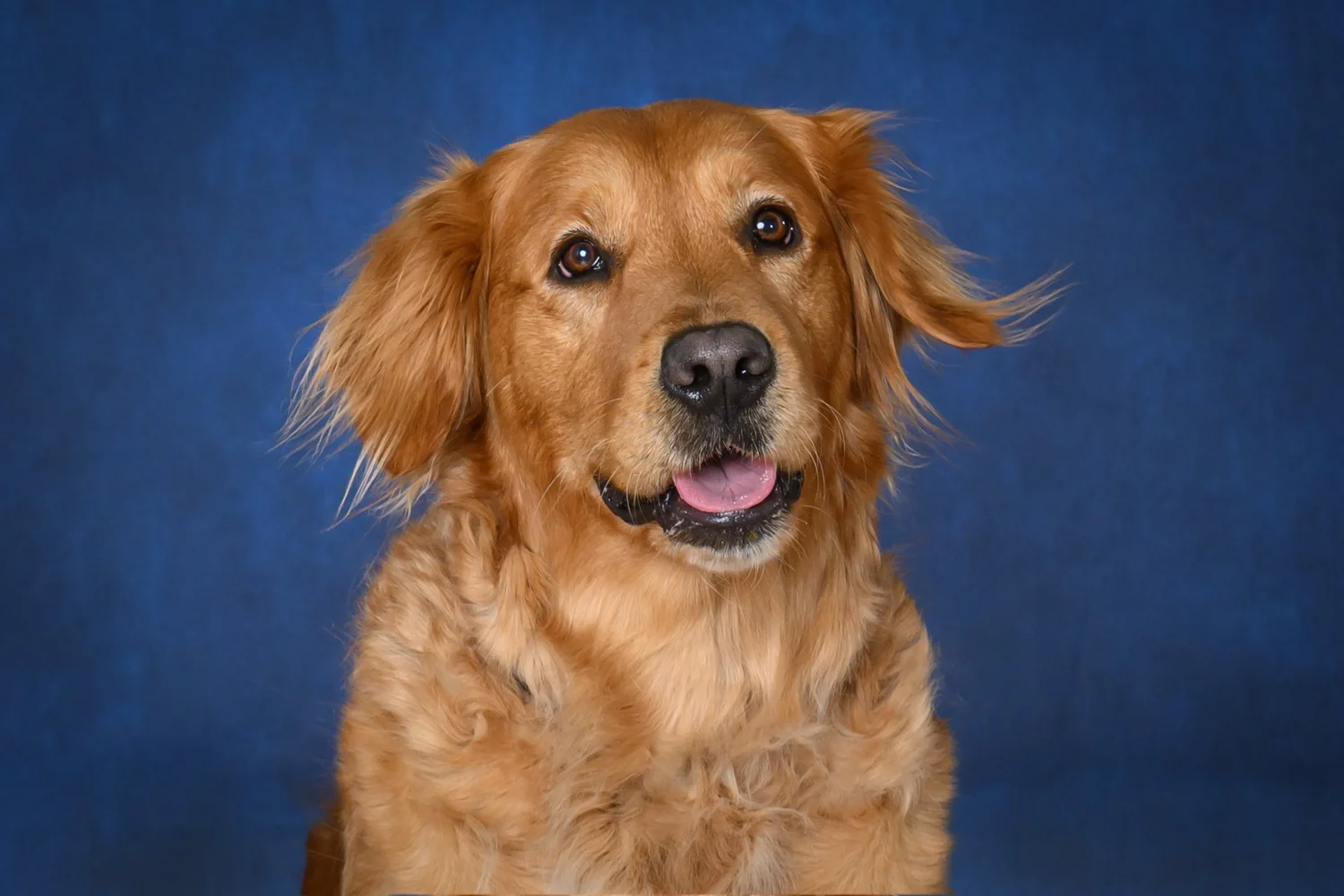 Pooch Playoffs — Karen Schroeder Photography