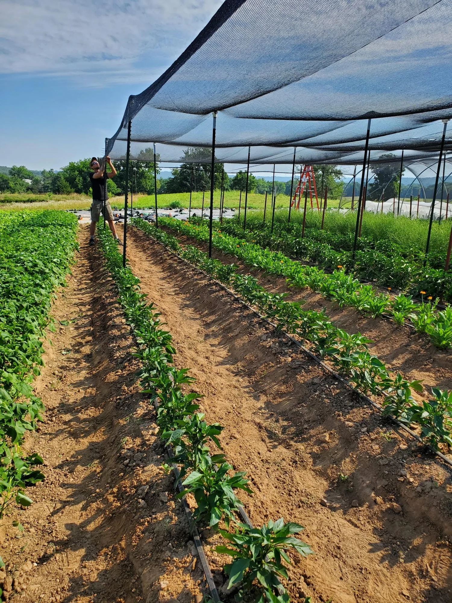 Gallery — Snuggle Bug Farm