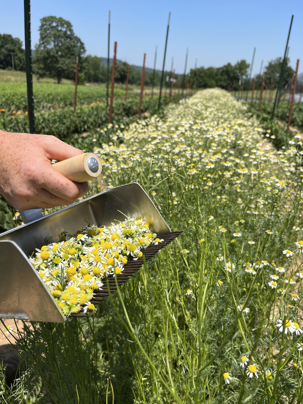 Gallery — Snuggle Bug Farm