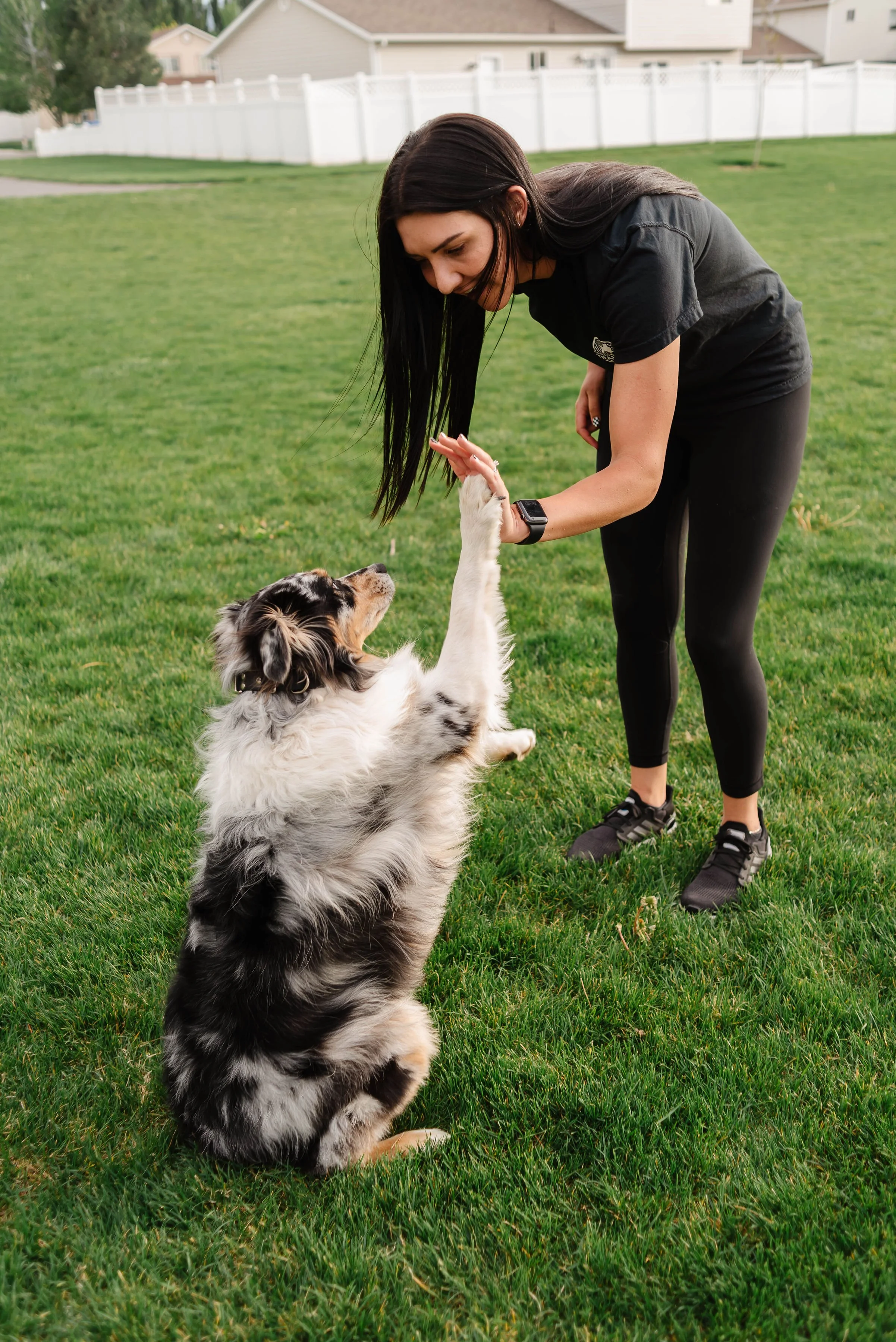 Cohesive Canine Training