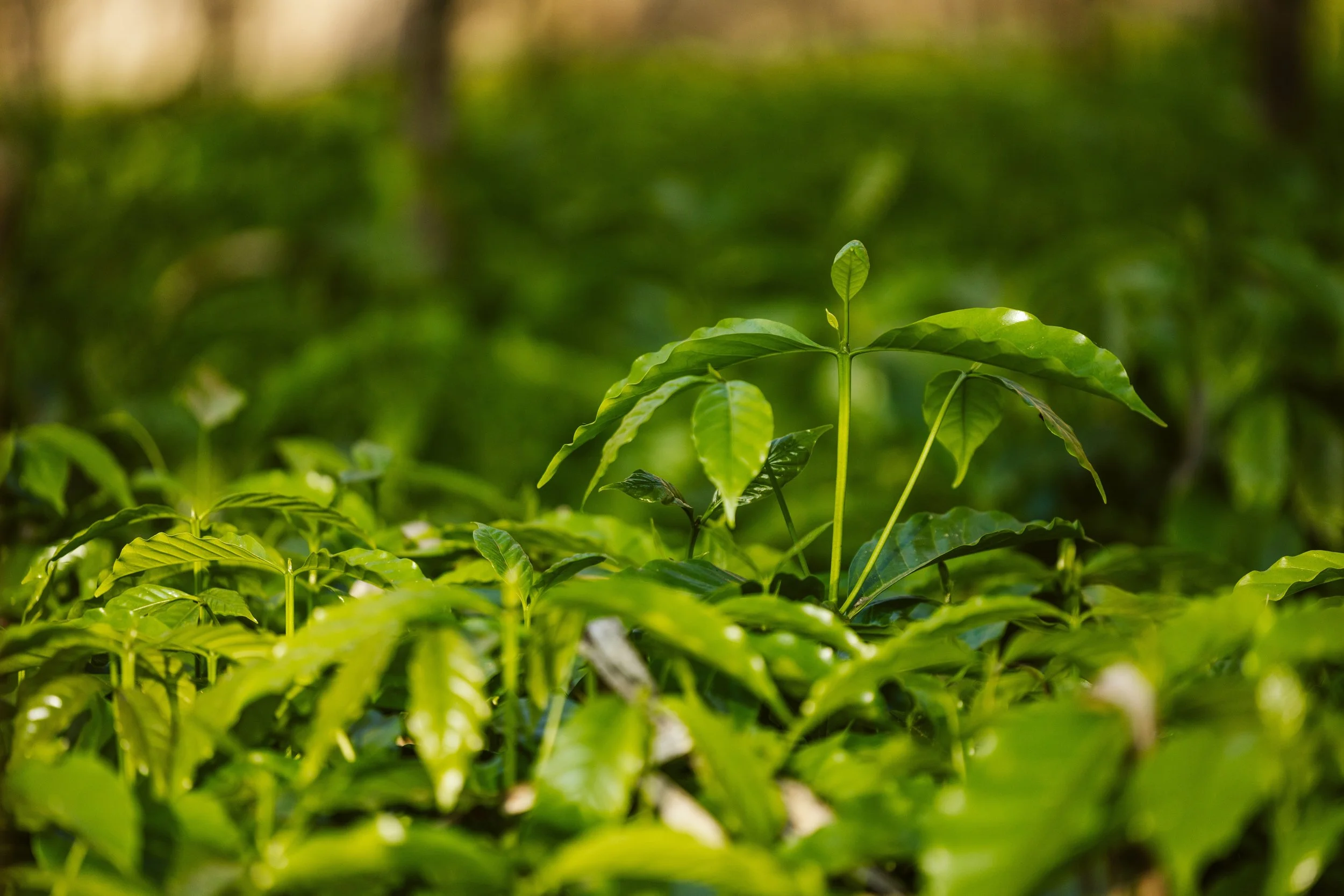 STONEXCOFFEE.COM