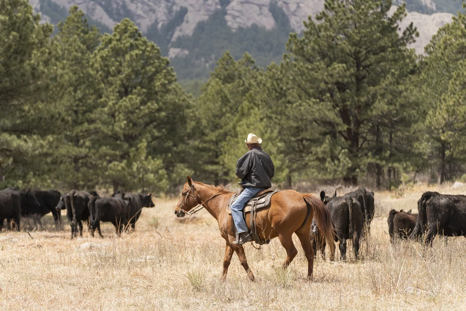 Open Space and Mountain Parks — Phillip Yates
