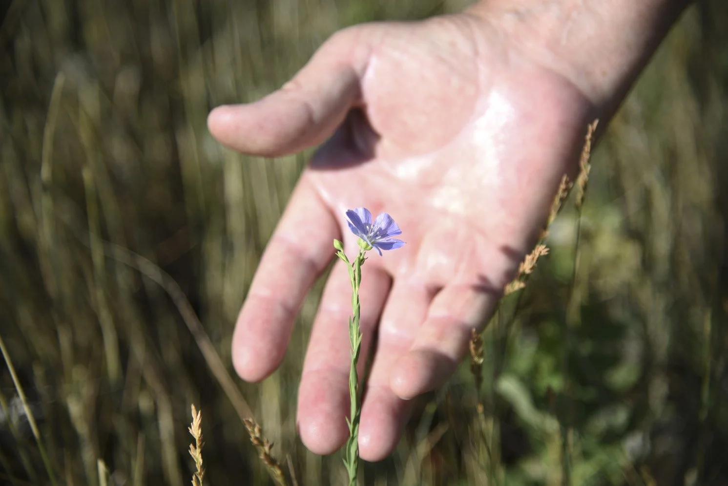 Open Space and Mountain Parks — Phillip Yates