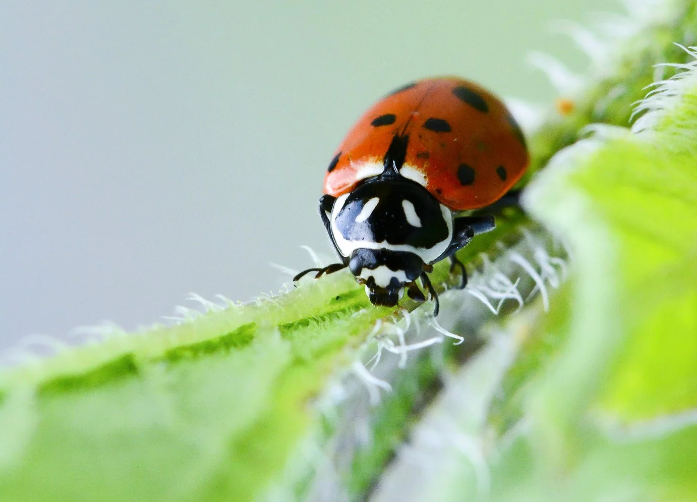 Open Space and Mountain Parks — Phillip Yates