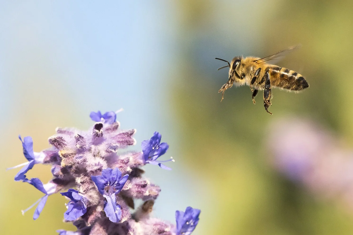 Open Space and Mountain Parks — Phillip Yates