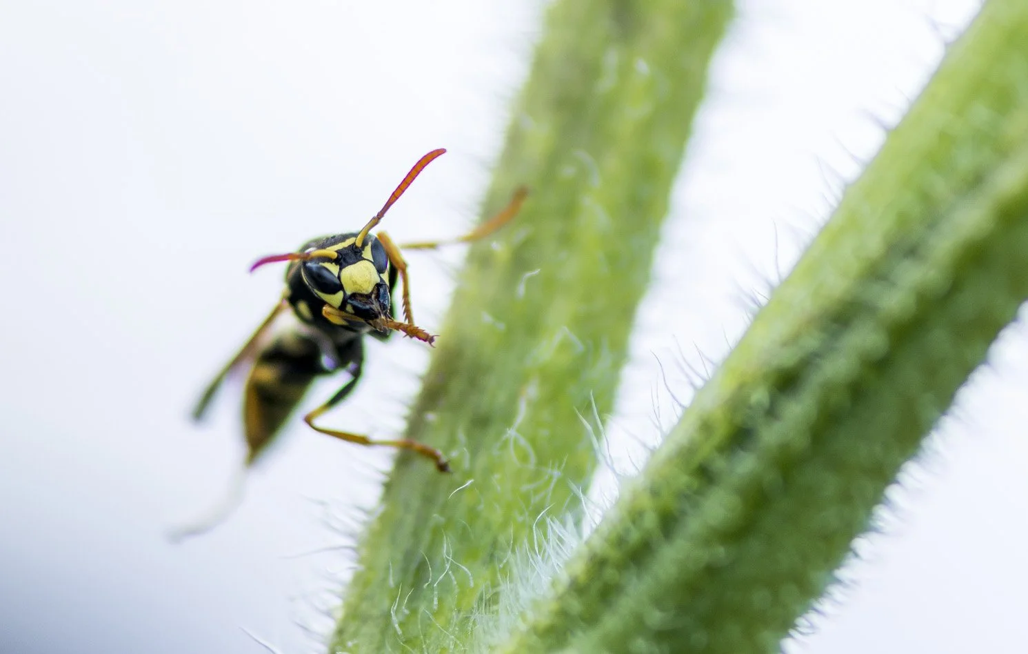 Open Space and Mountain Parks — Phillip Yates