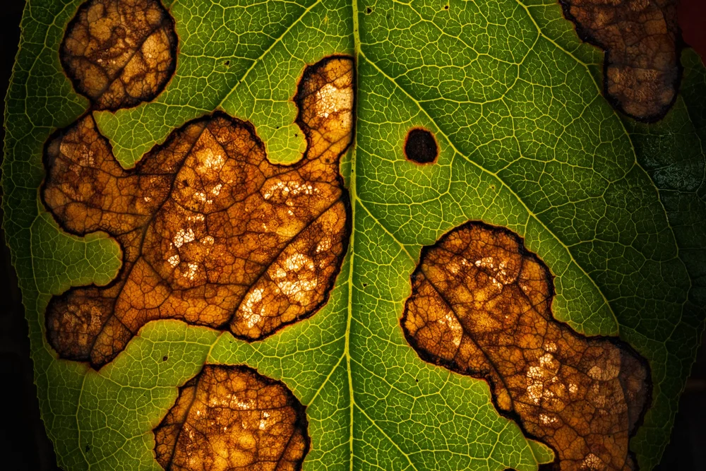 Flora — Prolific Northwest | Fly Fishing Videos & Nature Photography by ...