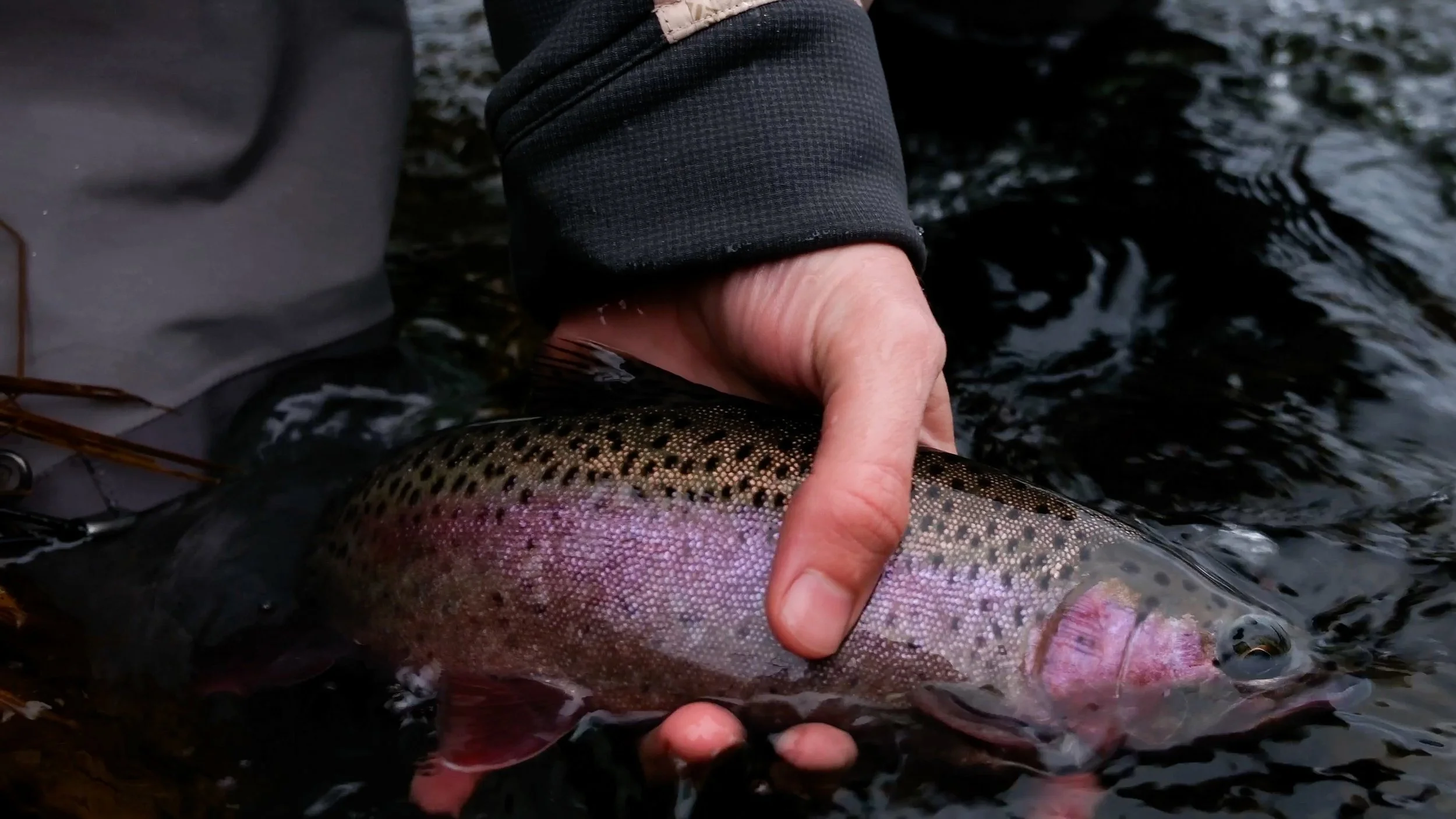 Prolific Northwest | Fly Fishing Videos & Nature Photography by Sean D ...