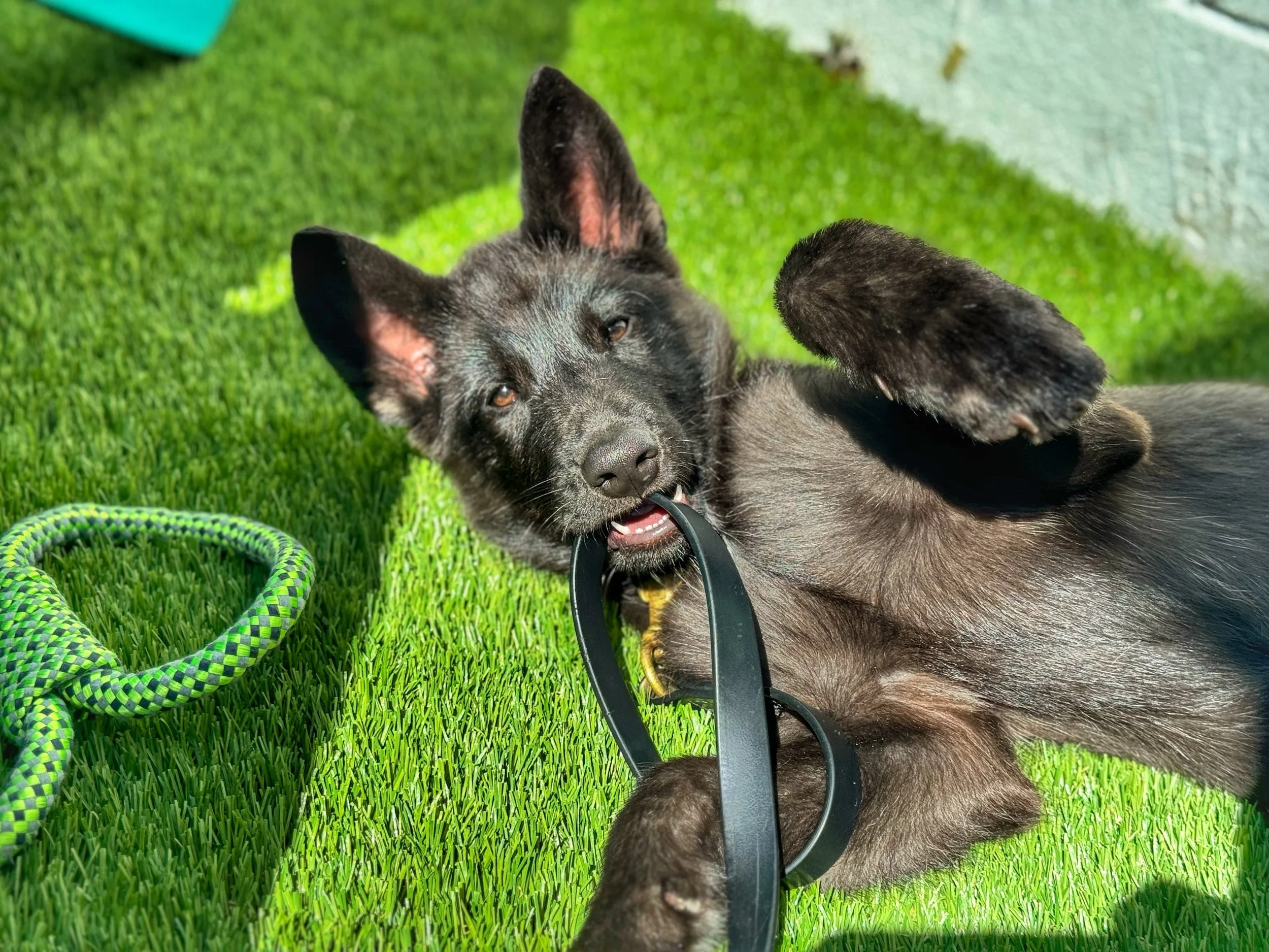 Wild Child Dog Training l Best Crystal Coast Dog Trainer