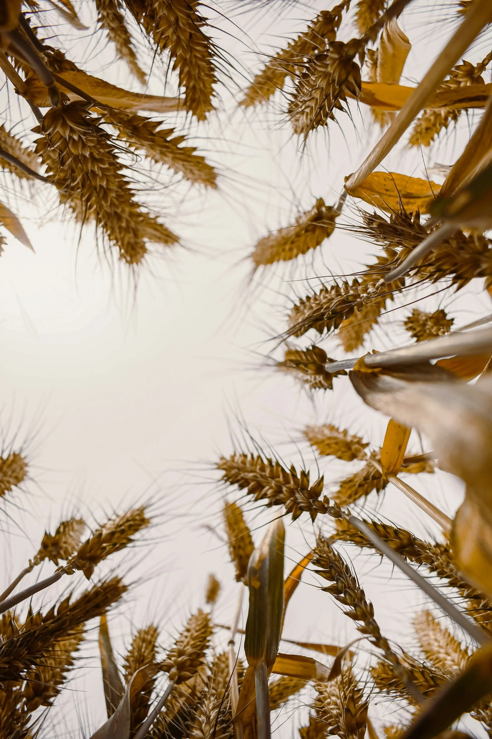 Last Mountain Distillery | Home of Saskatchewan's Dill Pickle Vodka
