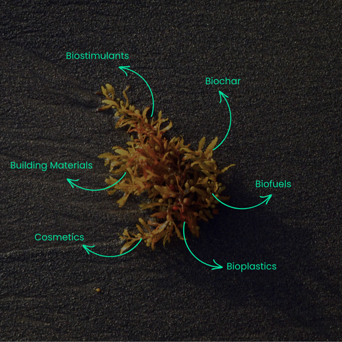 Sargassum: transforming a coastal menace into an industrial wonder ...