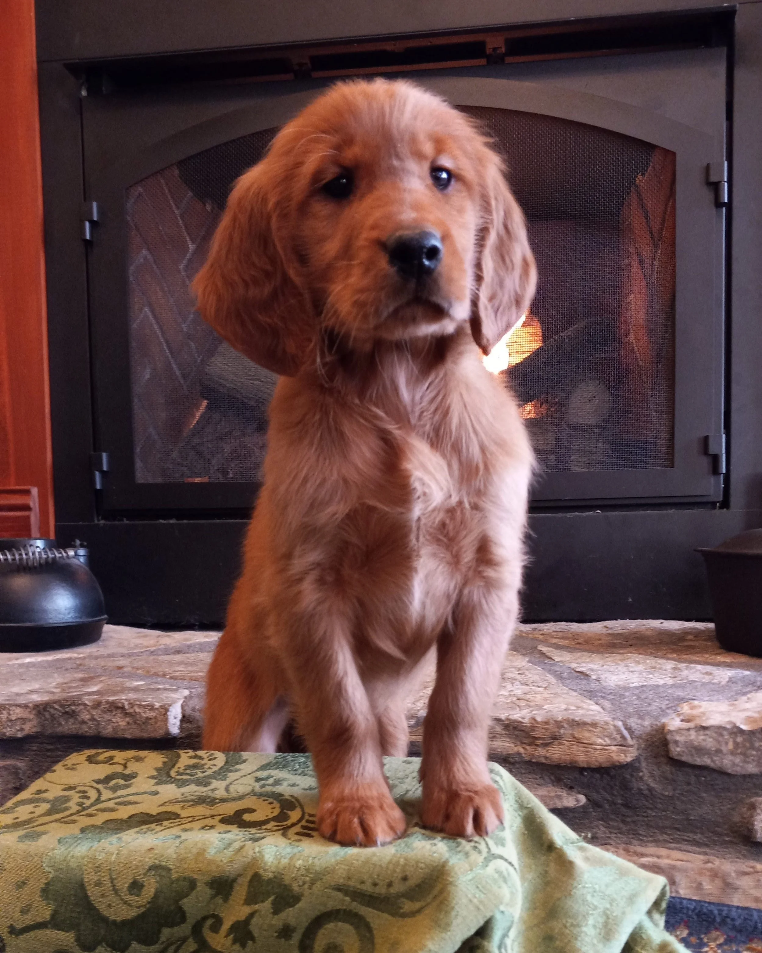 Available — Almaroad Kennel