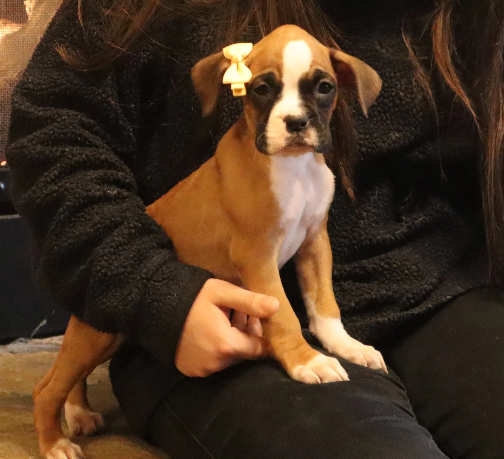 Available — Almaroad Kennel