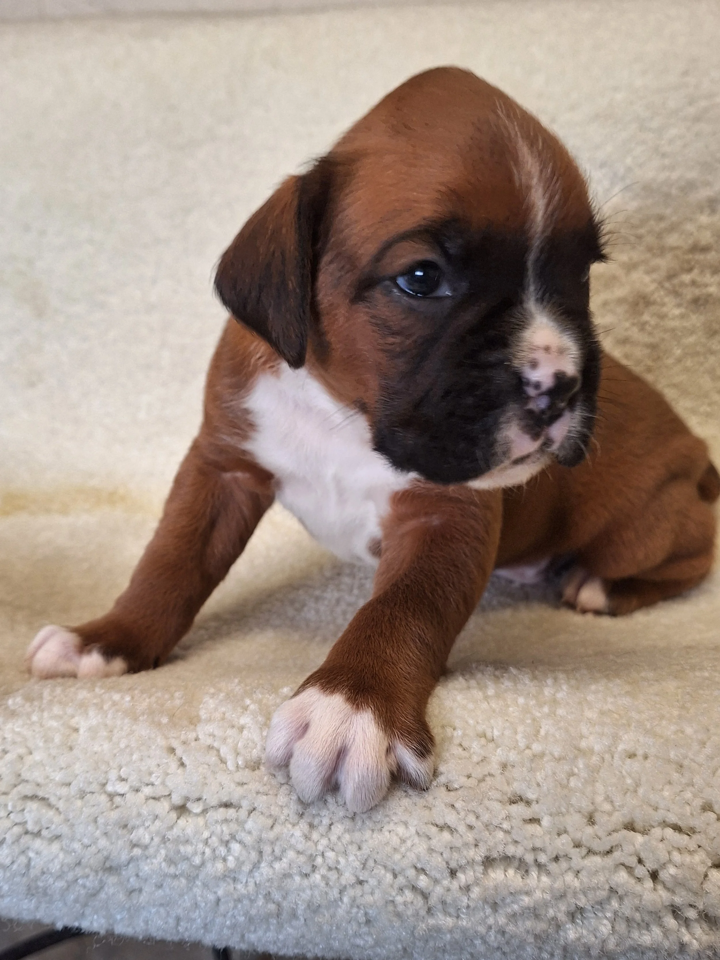 Available — Almaroad Kennel