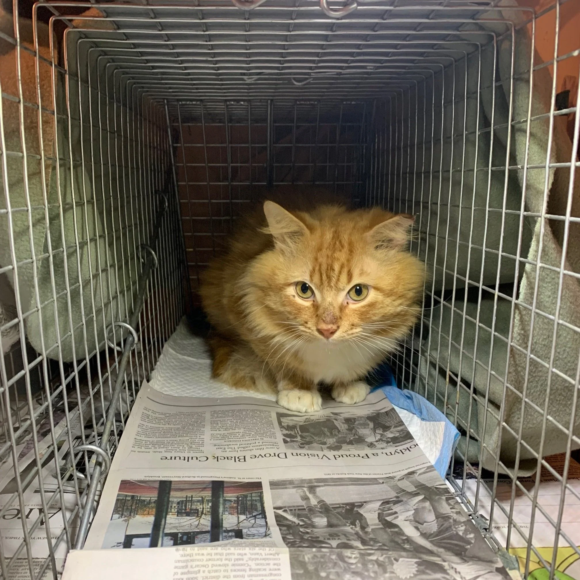 NYC Cat Rescuer Alliance