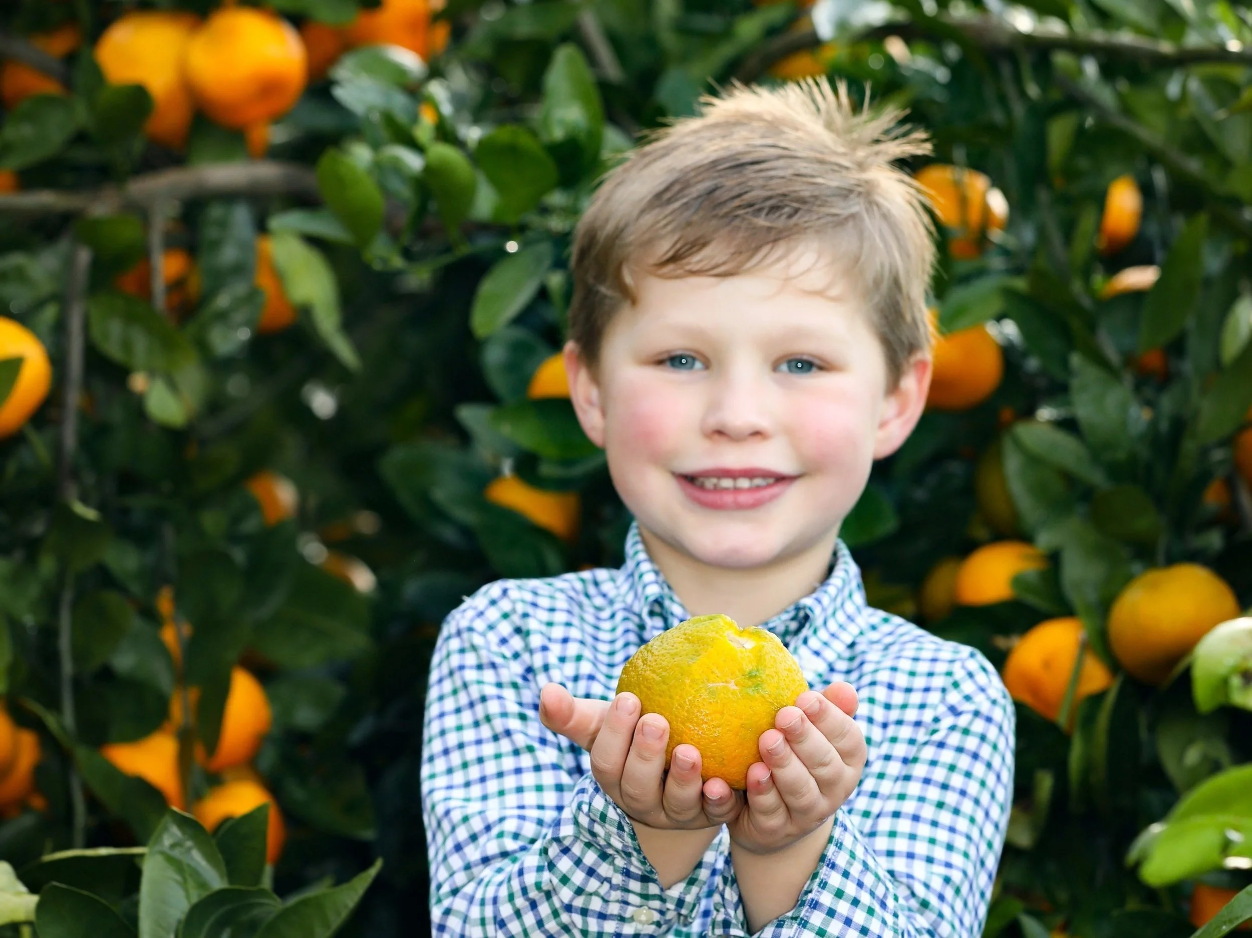Gillis Grove | Georgia Grown Citrus | Axson, GA