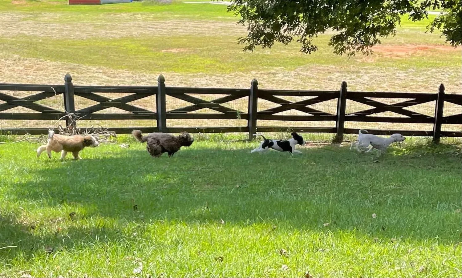 Service Dog Programs — BIRKLANDSHIRE K9