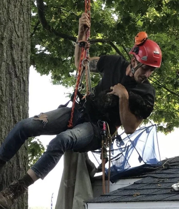 Grand Rapids Tree Service — MV TREE