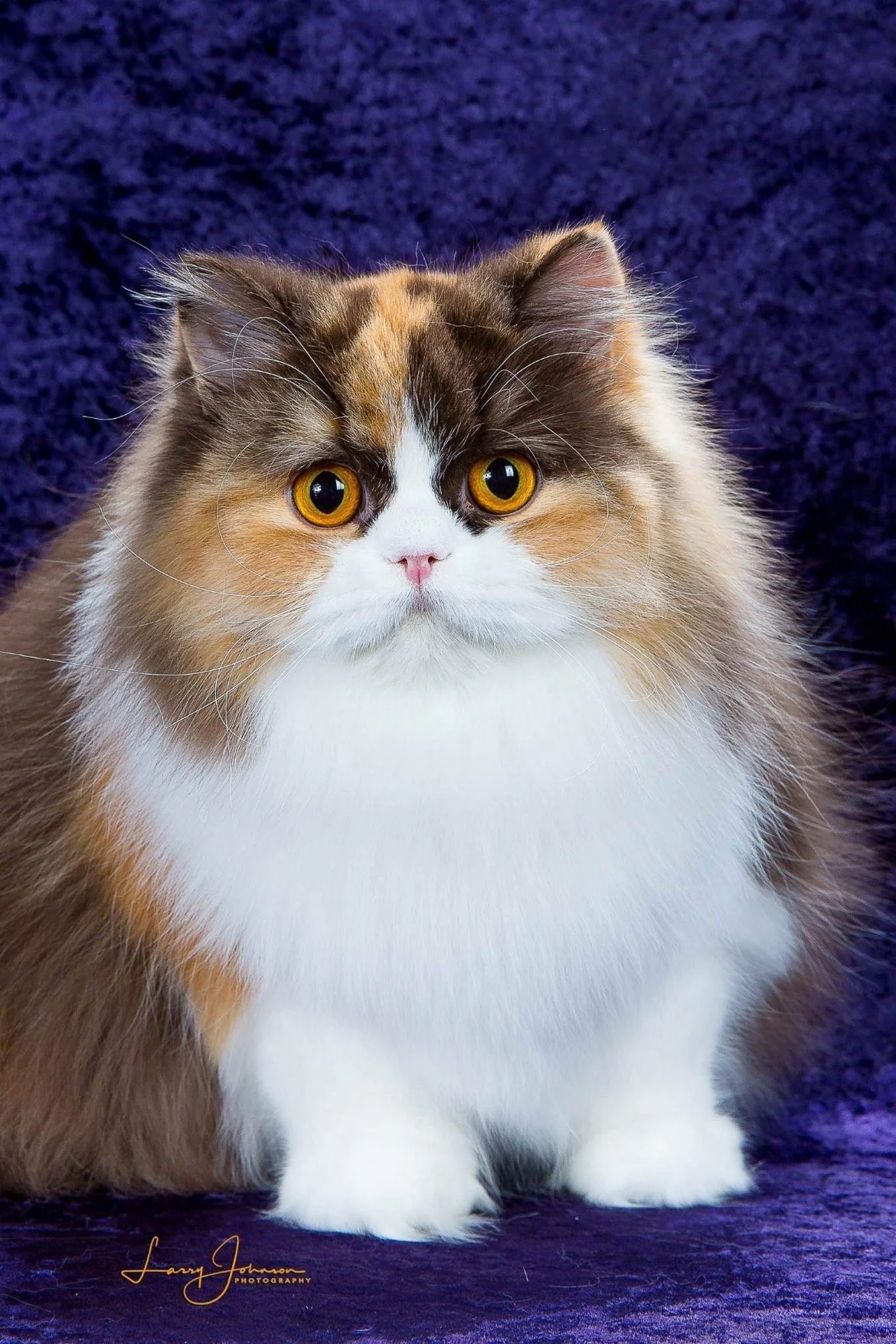 All-Breed Pedigree Cat Directory Find a Pedigreed Kitten From Ethical ...