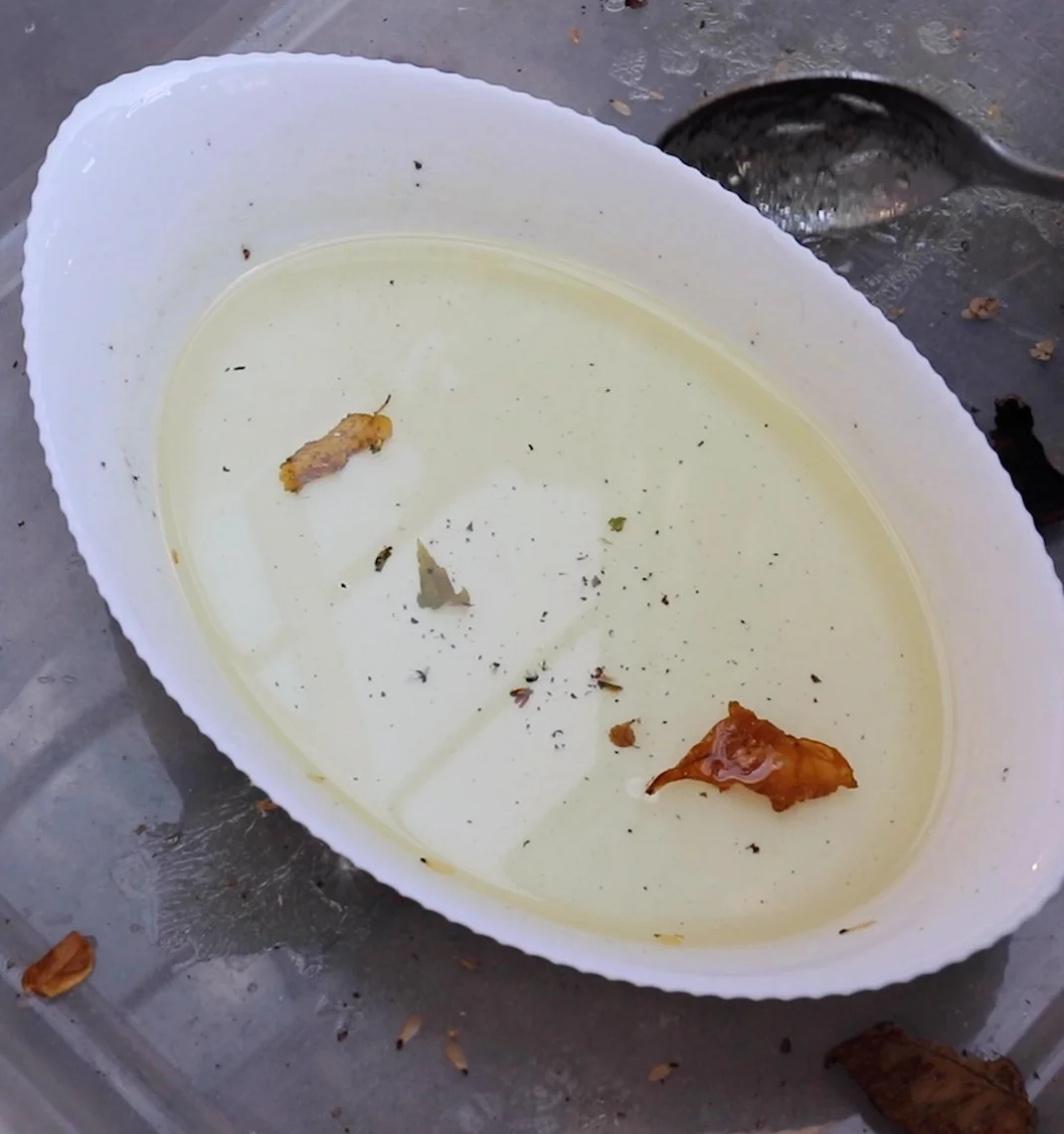 Creating sun-thickened linseed oil like the old masters — Jordin Mimran
