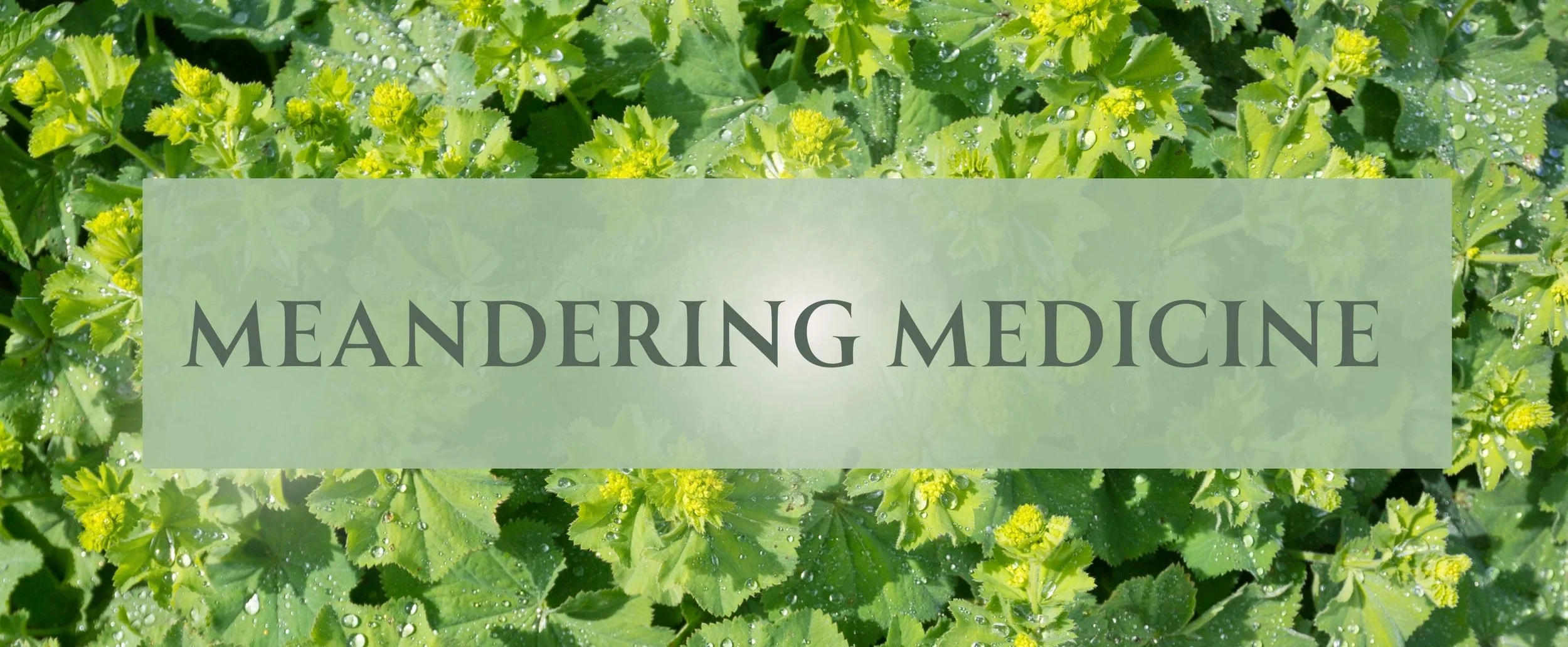 Meandering Medicine — Alchemilla Herbals