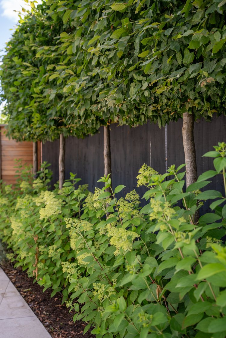 Gallery — The Plant Hunter Garden Design